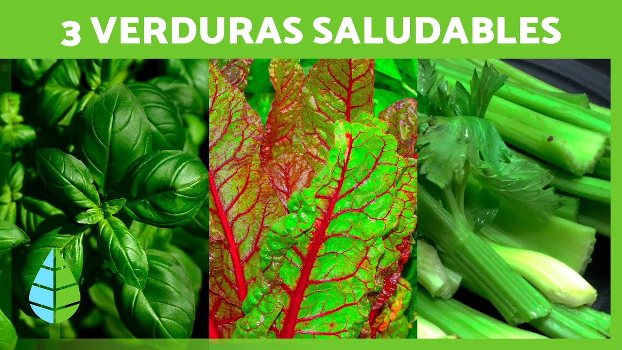 3 VERDURAS MILAGROSAS que debes INCLUIR en tu DIETA 🥬 (Propiedades y ...