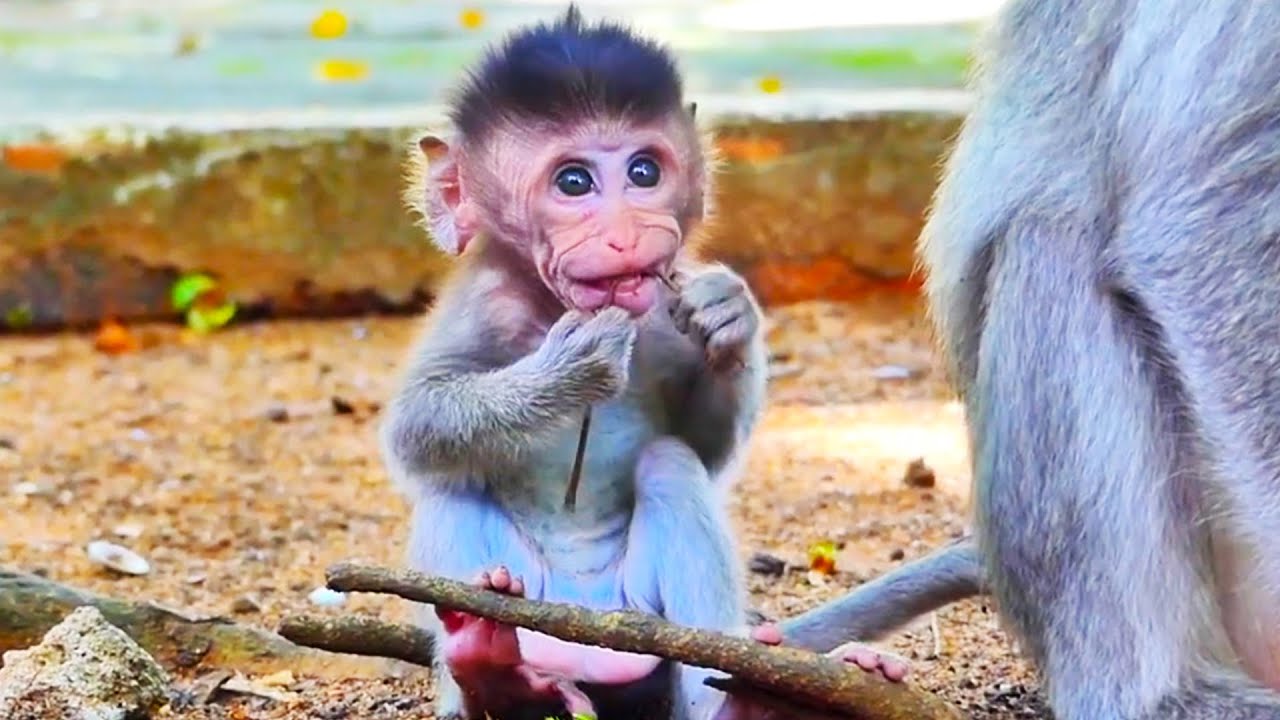 Fun Baby… Happy playing with mother monkey adorable baby monkey looks ...
