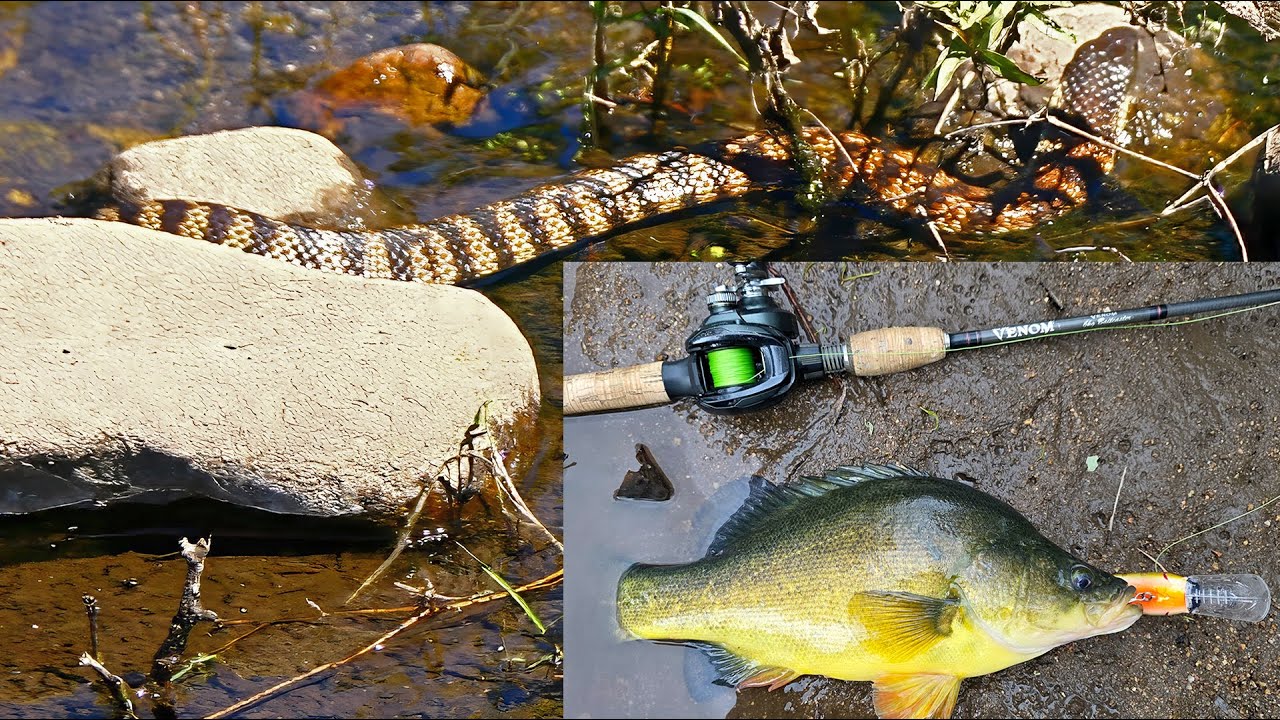 Deadly Tiger Snakes While I Am Lure Fishing For Murray Cod And ...