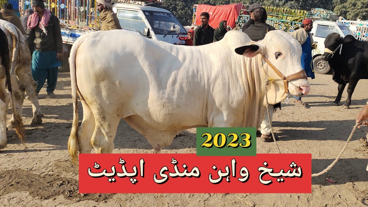 Ablack Nukray Cholistani Sahiwal Bachro ki Dhom Sheikh Wahan Mandi ...