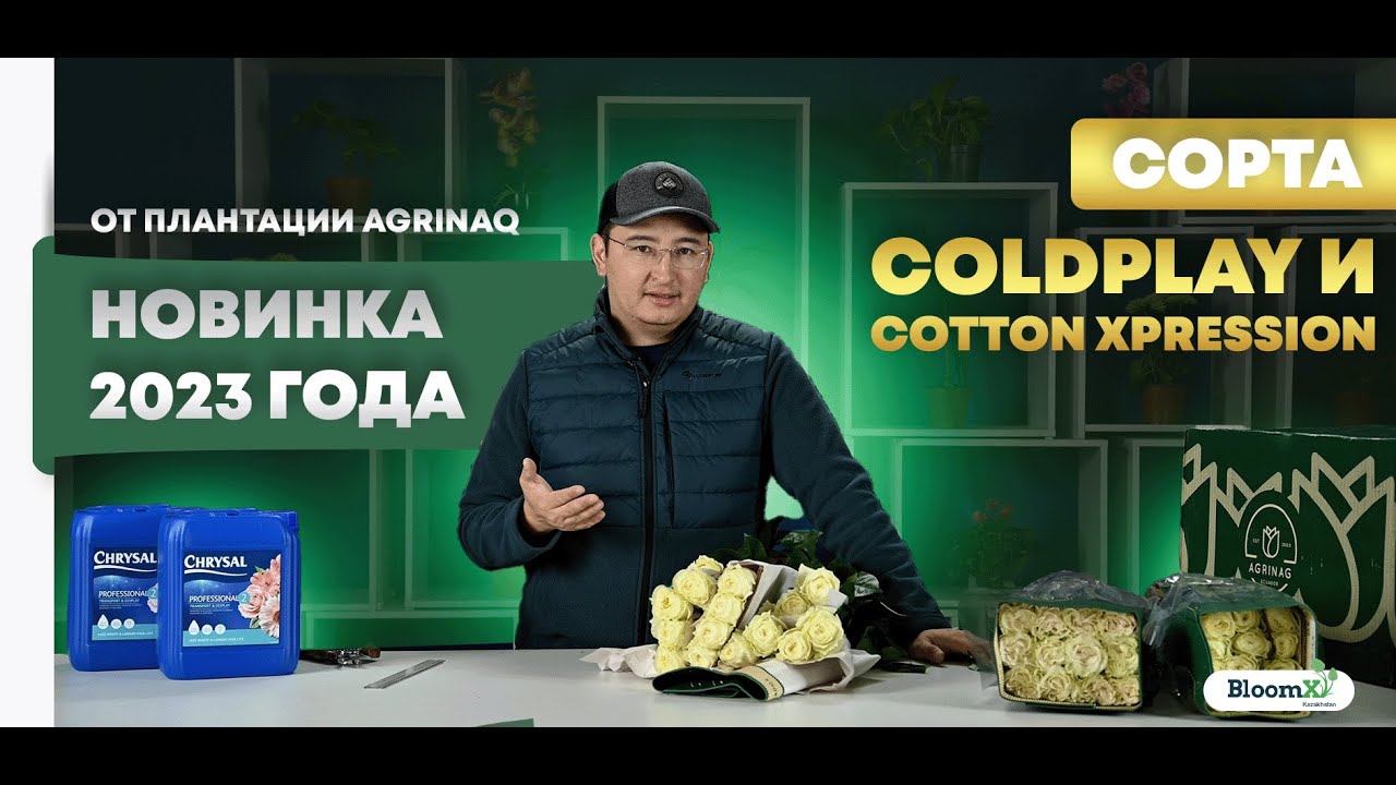 Новинка 2023 года! Сорта Coldplay и Cotton Xpression от плантации ...