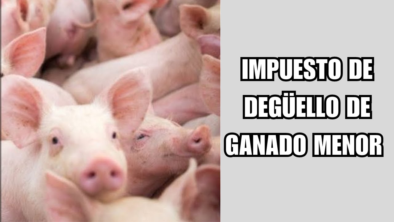 DEGÜELLO DE GANADO MENOR / tributos territoriales, municipios ...