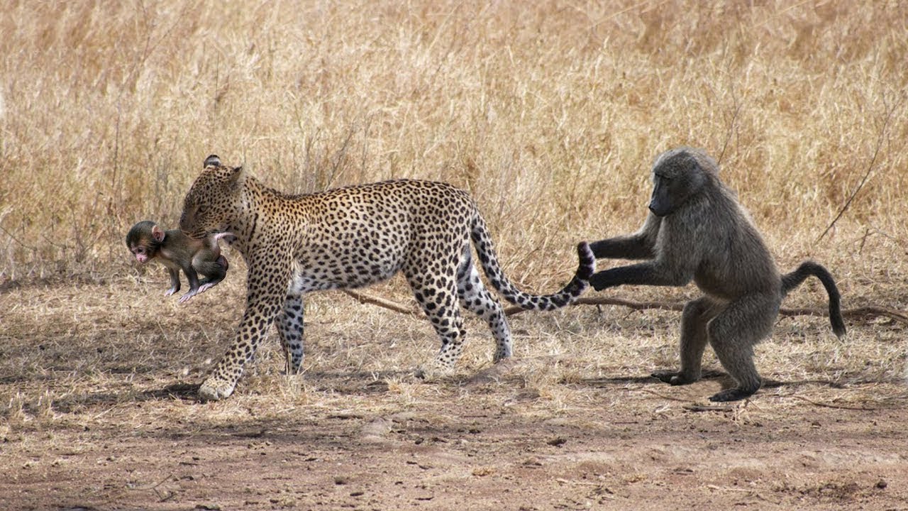 Mother Monkey Hold Baby One Week After Failed To Protect From Leopard ...