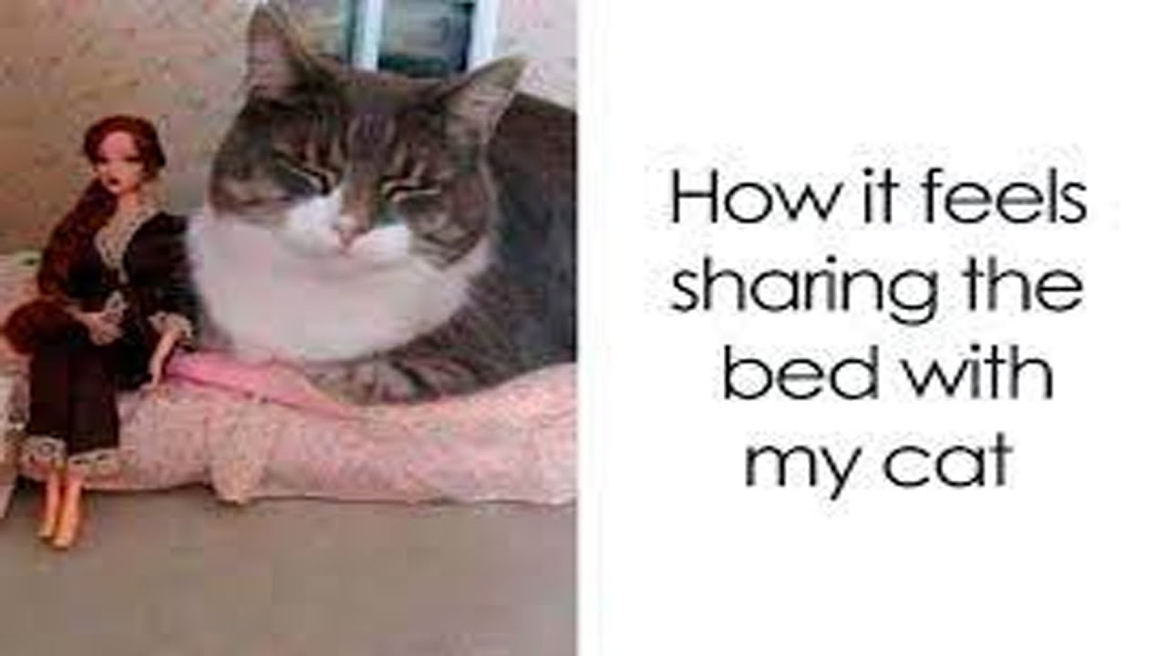 Hilarious Cat Memes That Show Why The Internet Loves Them So Much (Part ...