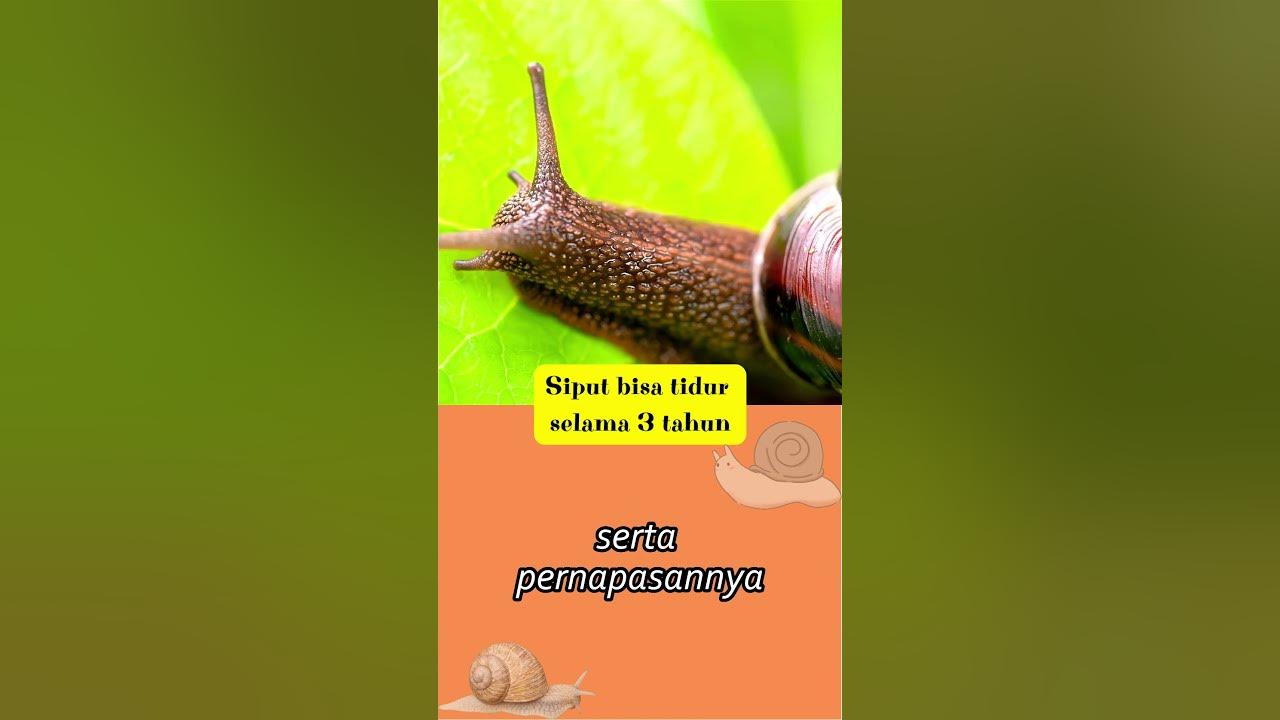 Fakta unik hewan : Siput bisa tidur selama 3 tahun - YouTube