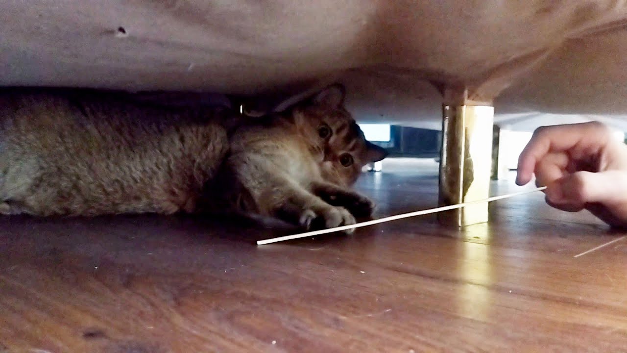 Hey, stick! I won't let you escape from me! 😼 - YouTube