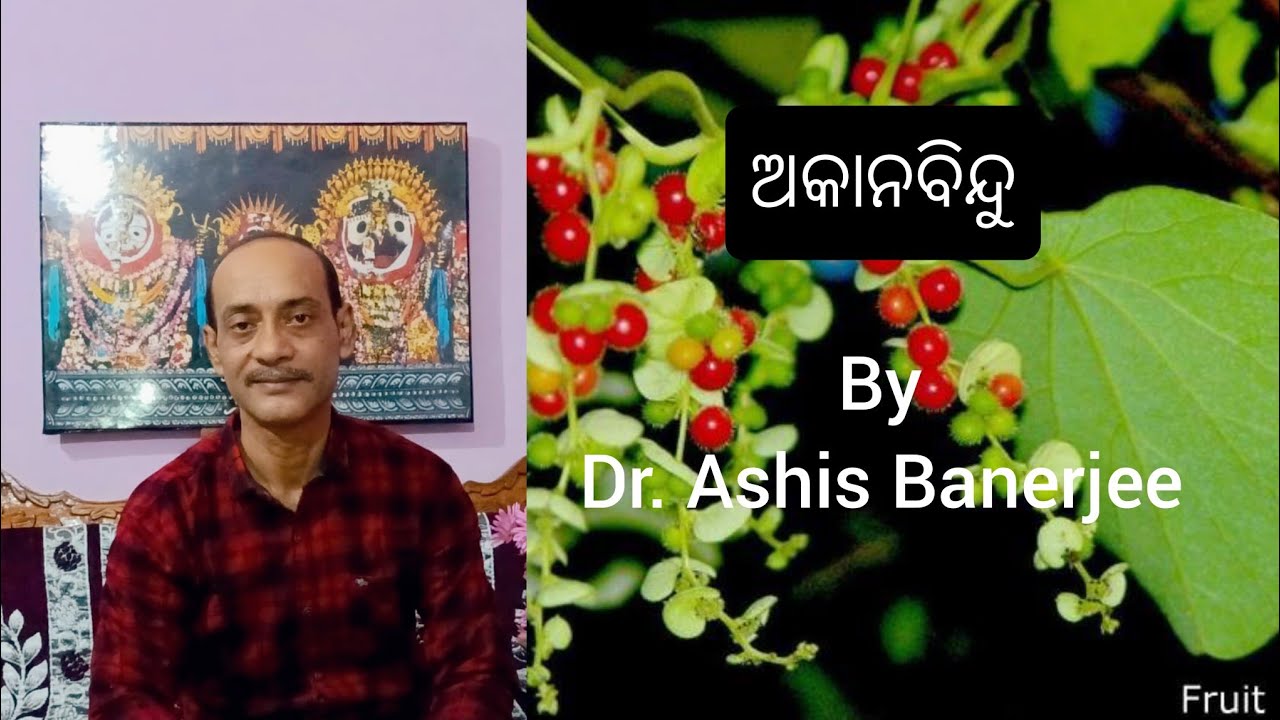 Medicinal uses of Cissampelos pareira plant (ଅକାନବିନ୍ଦୁ). By Dr. Ashis ...