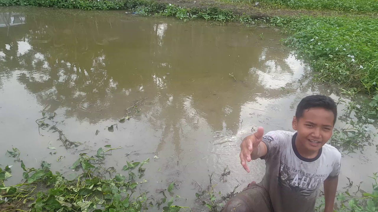 Panen ikan # rawa ikan # ikan rawa - YouTube