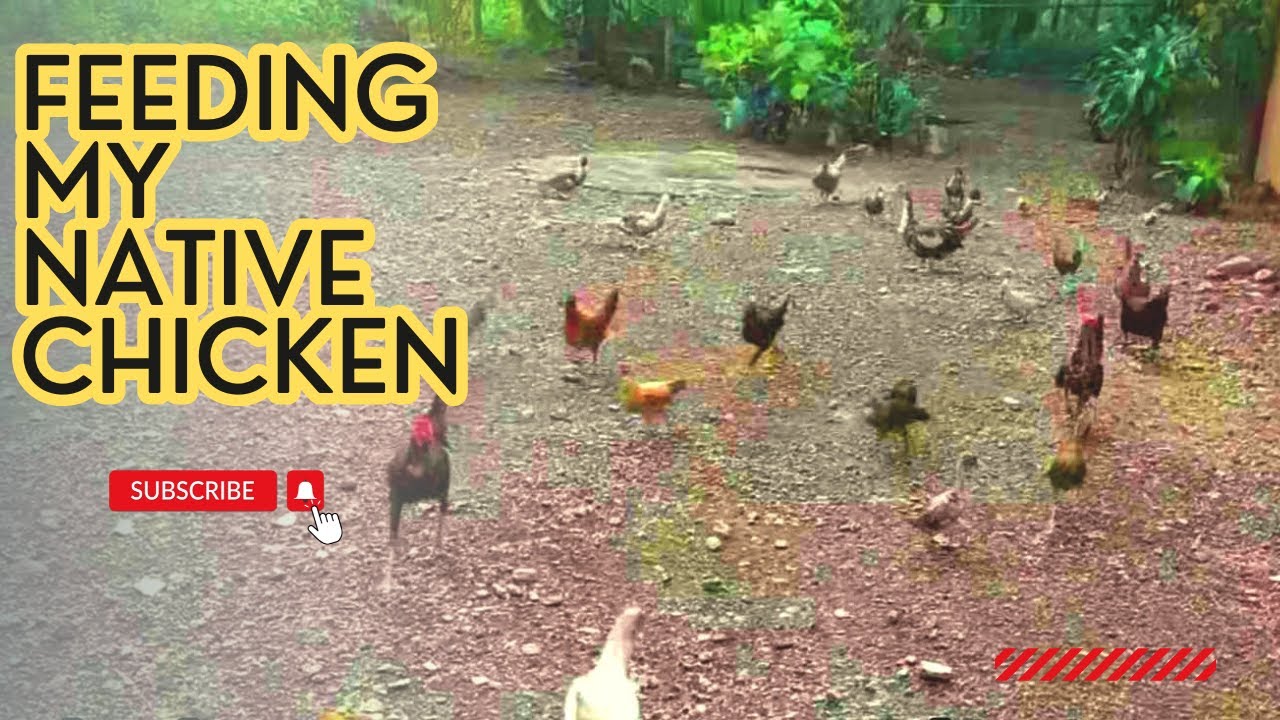 Feeding my native chicken and ducklings - YouTube