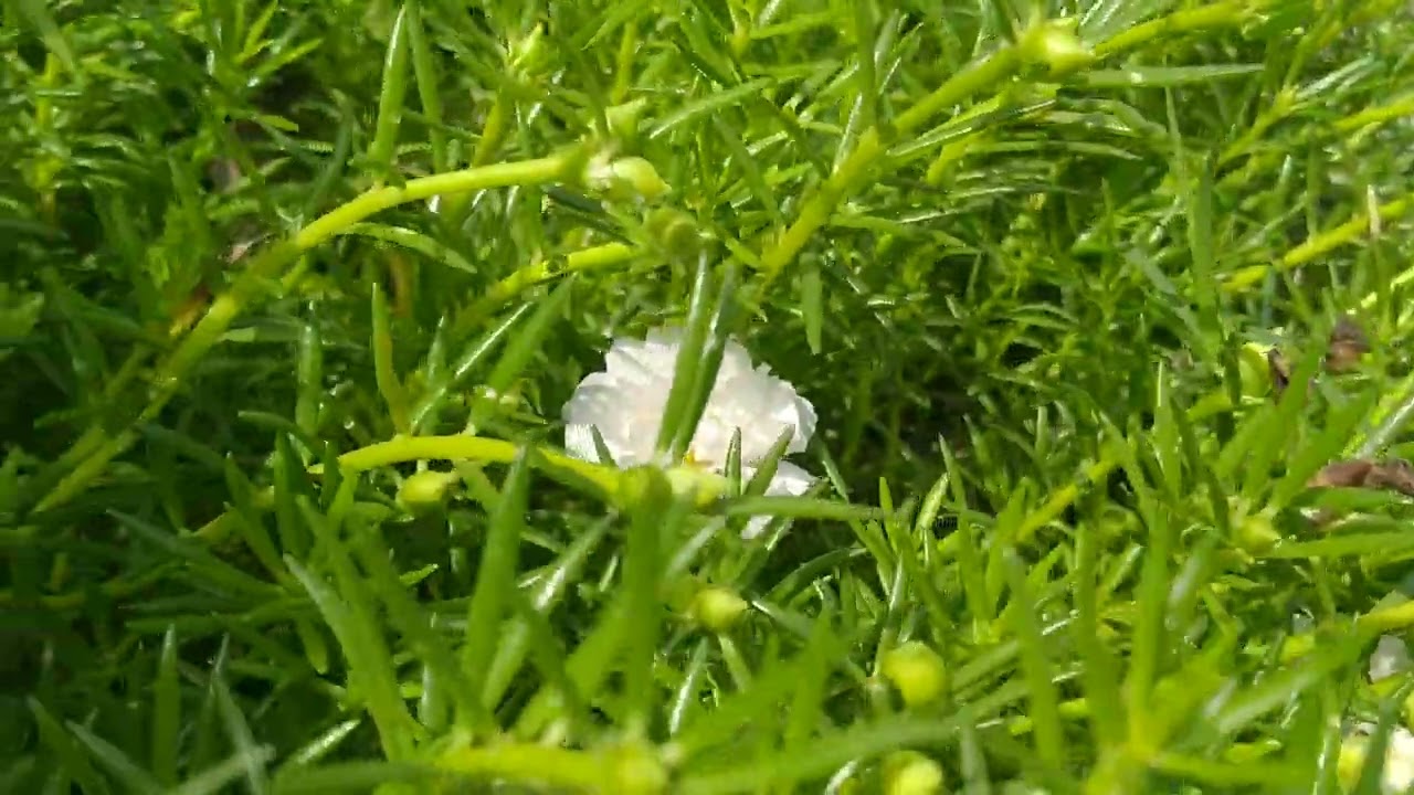 alas diyes plant - YouTube