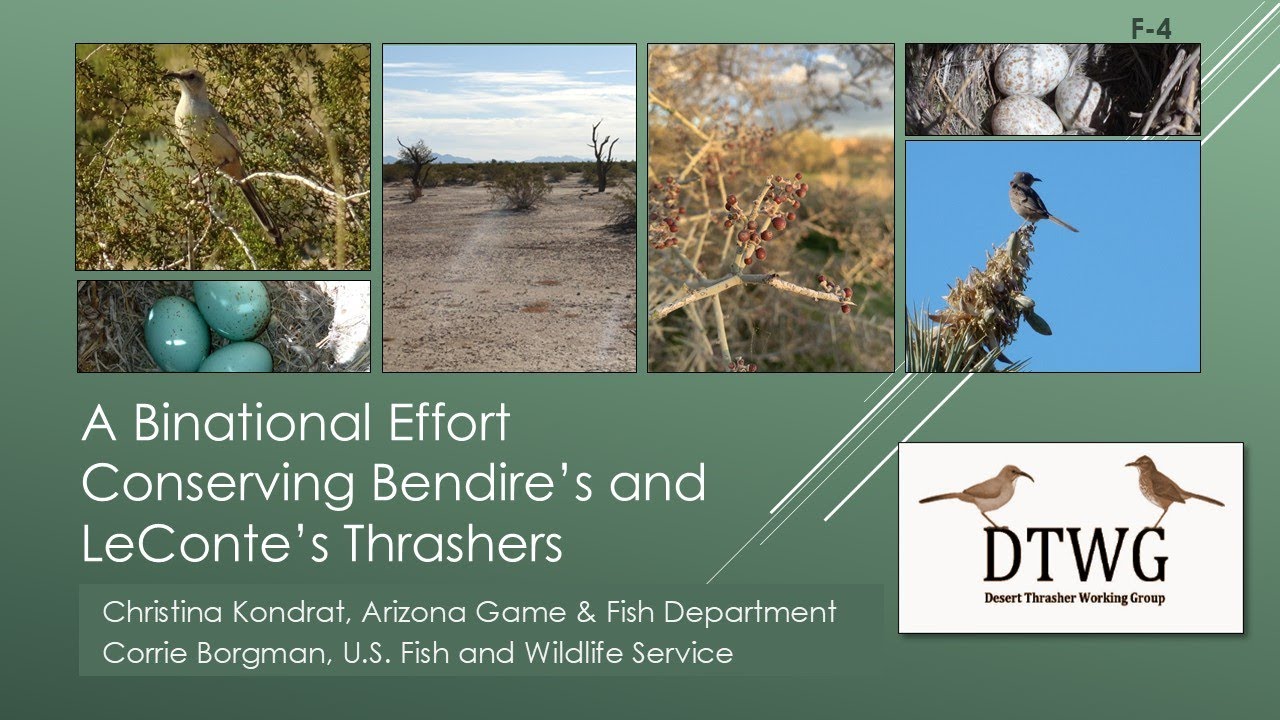 A Binational Effort to Conserve Bendire's and LeConte's Thrashers.- May ...