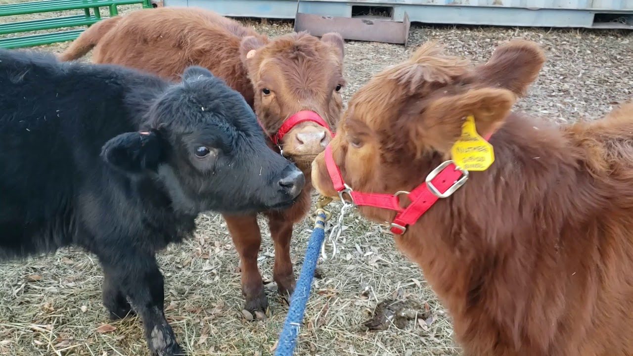 HALTER & LEAD TRAINING DEXTER CALVES - DAY 1 - YouTube