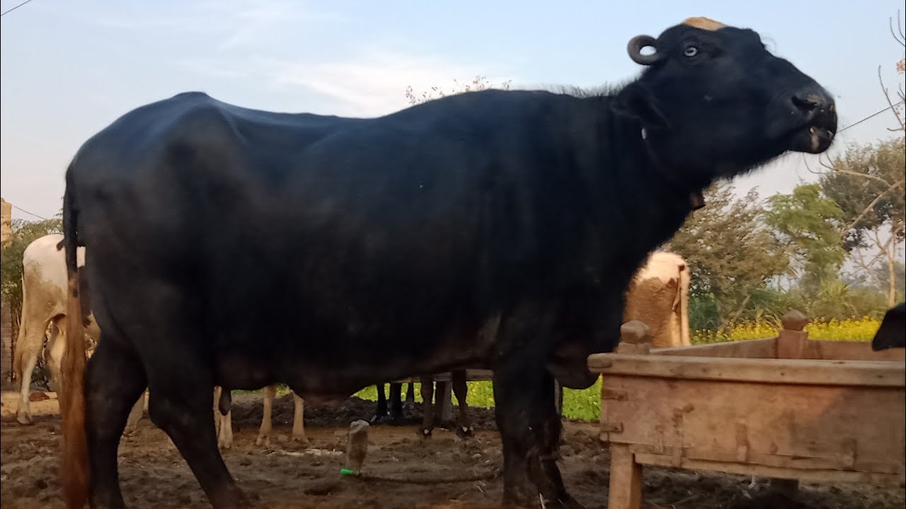 beautiful Neeli Ravi Buffalo for sale on YouTube in Pakistan,18-12-2019 ...