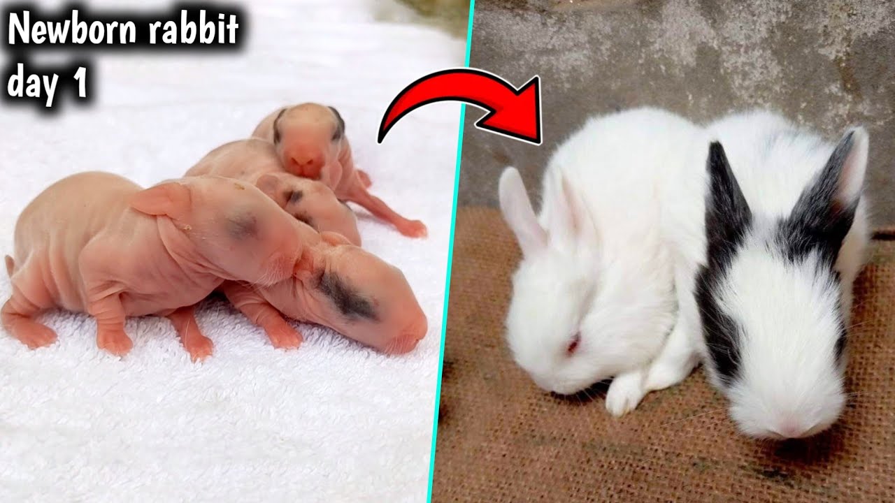 The Cutest Baby rabbits Grow Up || Baby rabbit growth 1 To 17 Days ...