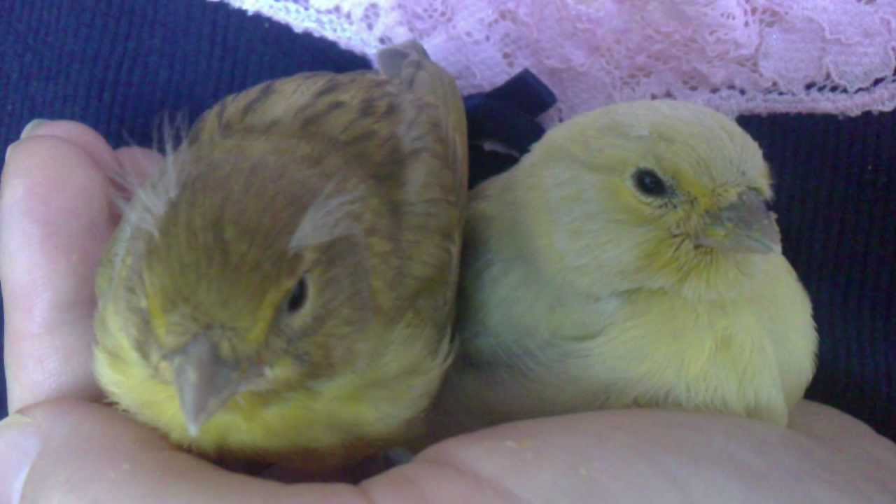 Kanarik Canary FEW vital DAYS - YouTube
