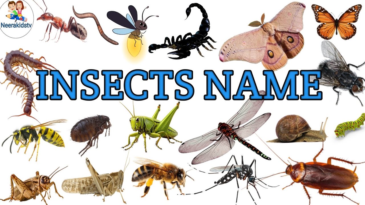 Insects Name in english|Insect Name with pictures and spelling|Insect ...
