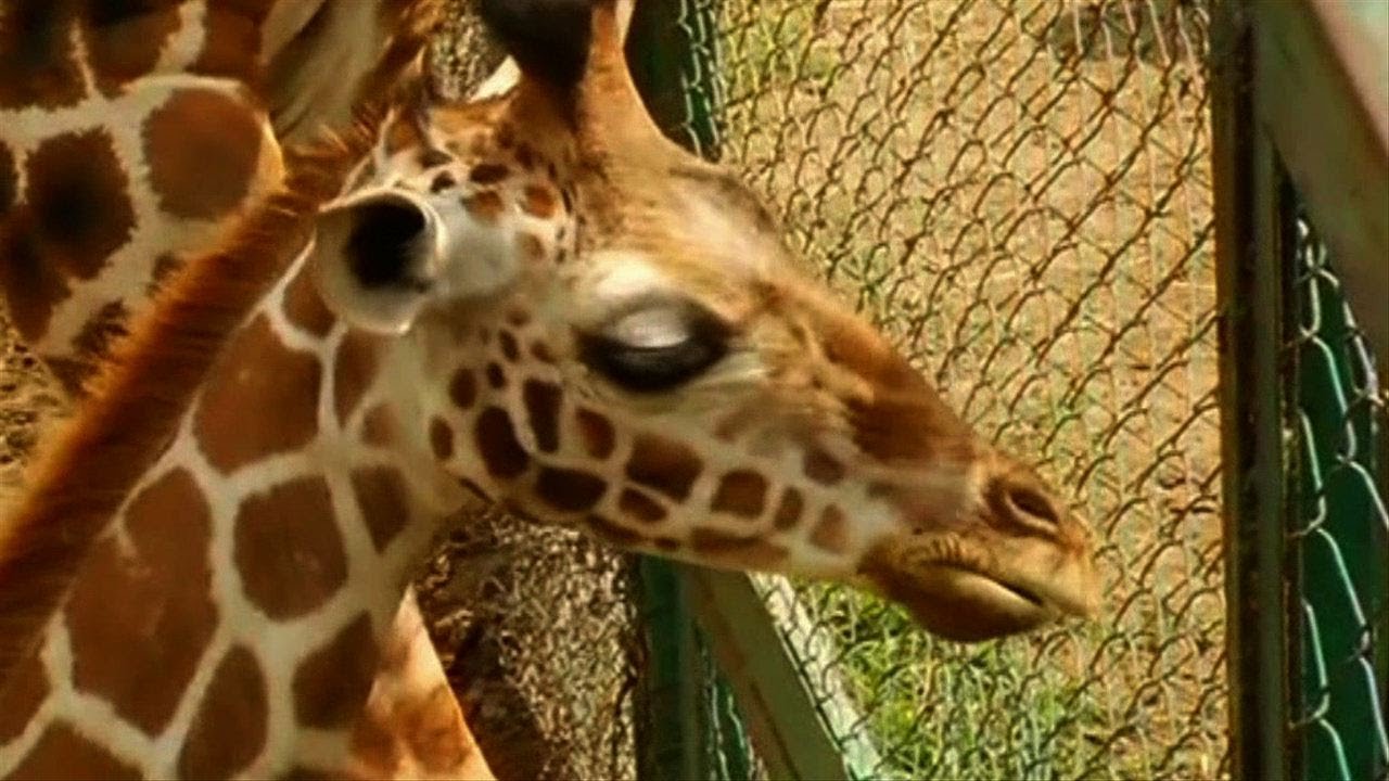 Baby Giraffe and Hippo | Zarango Zoo - YouTube