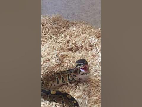 Ball Python Yawn - YouTube