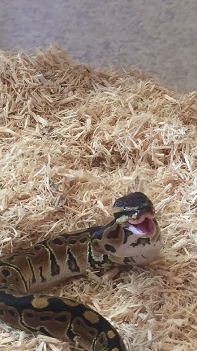 Ball Python Yawn - YouTube