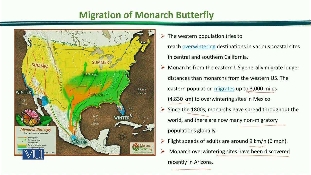 Migration of Monarch Butterfly | Principles of Animal Ecology | ZOO507 ...