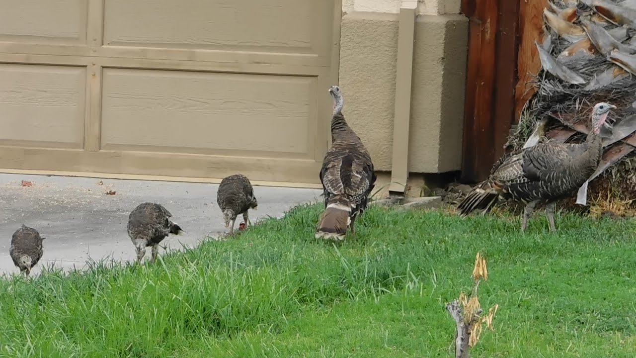 Speedy and Offspring, Fluffy, Kali, Wild Turkeys, Turkey Vulture ...