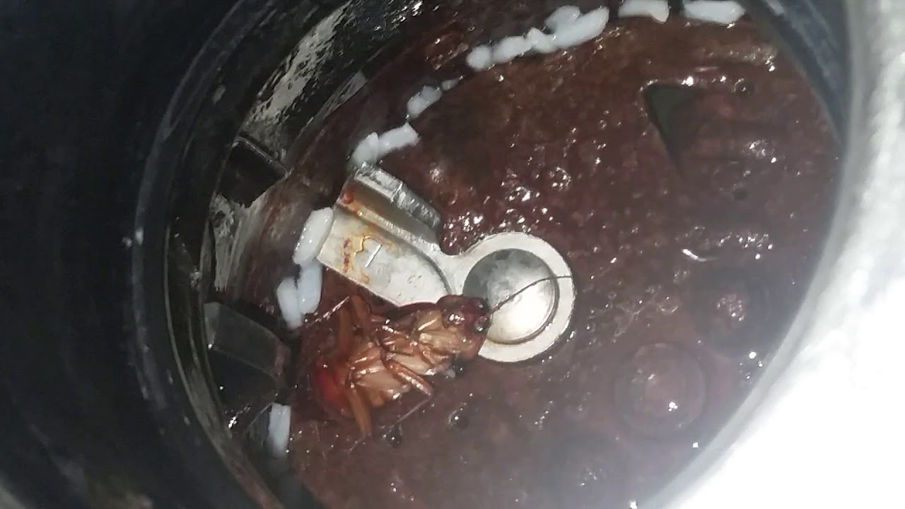 Roach in the Garbage Disposal - YouTube