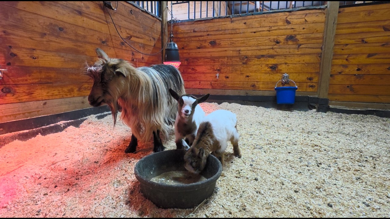 Baby Goat Freedom and Stall Shenanigans - YouTube