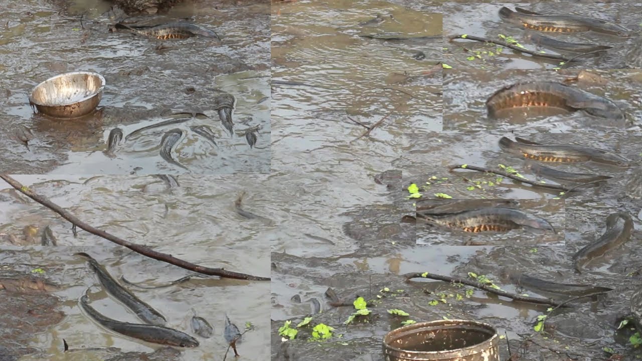 প্রচুর শোল ও মাগুর মাছ ধরা হল পুকুর সেচে | Best muddy water fishing ...