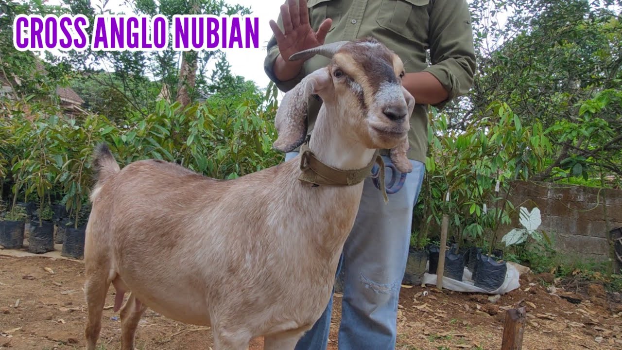 CROS ANGLO - PERSILANGAN SAPERA DAN ANGLO NUBIAN - KAMBING PERAH CIAMIS ...