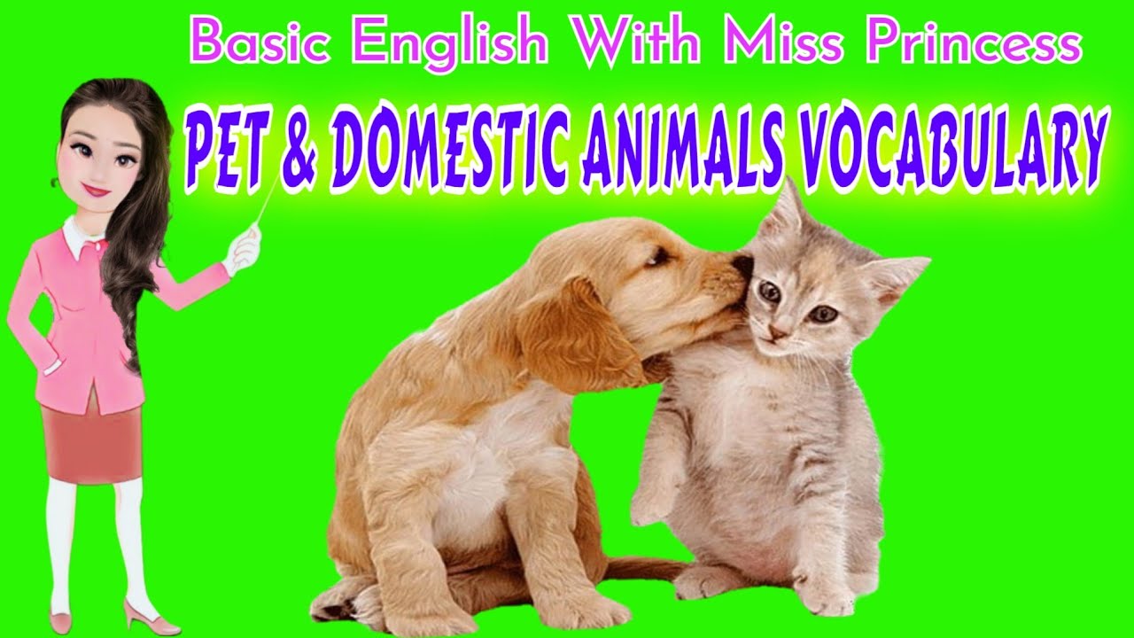 Basic English : PET & DOMESTIC ANIMALS VOCABULARY / Pet & Domestic ...