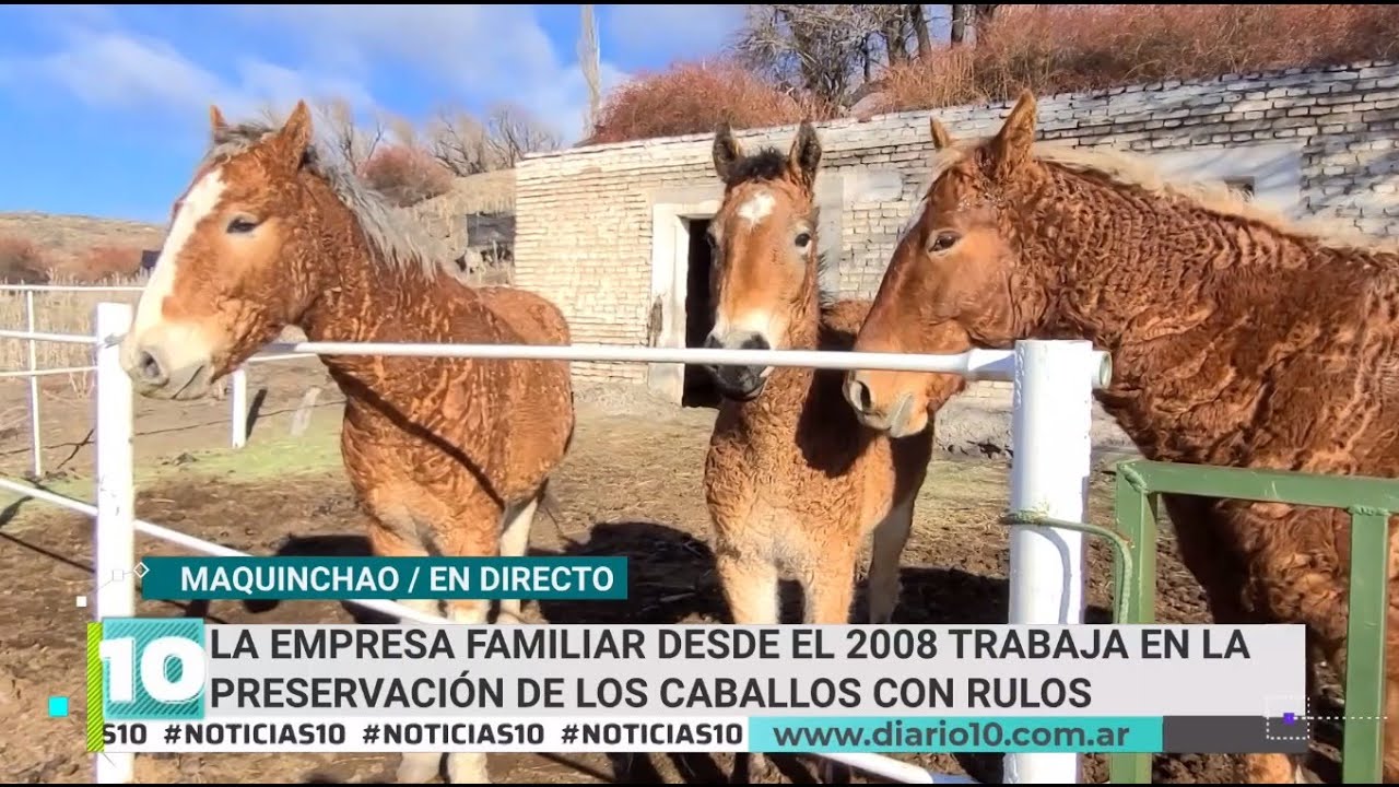 Los caballos con rulos de la Patagonia que sorprenden a los turistas ...
