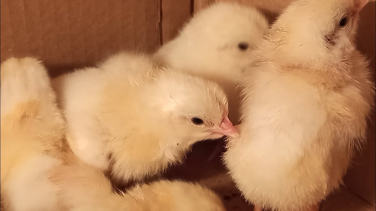 11 апреля 2024 г. - YouTube