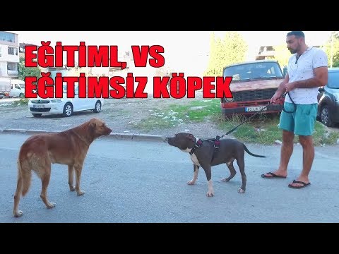 EĞİTİMLİ VS EĞİTİMSİZ KÖPEK