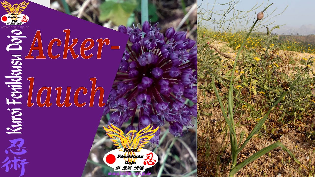 004 - Ackerlauch - YouTube