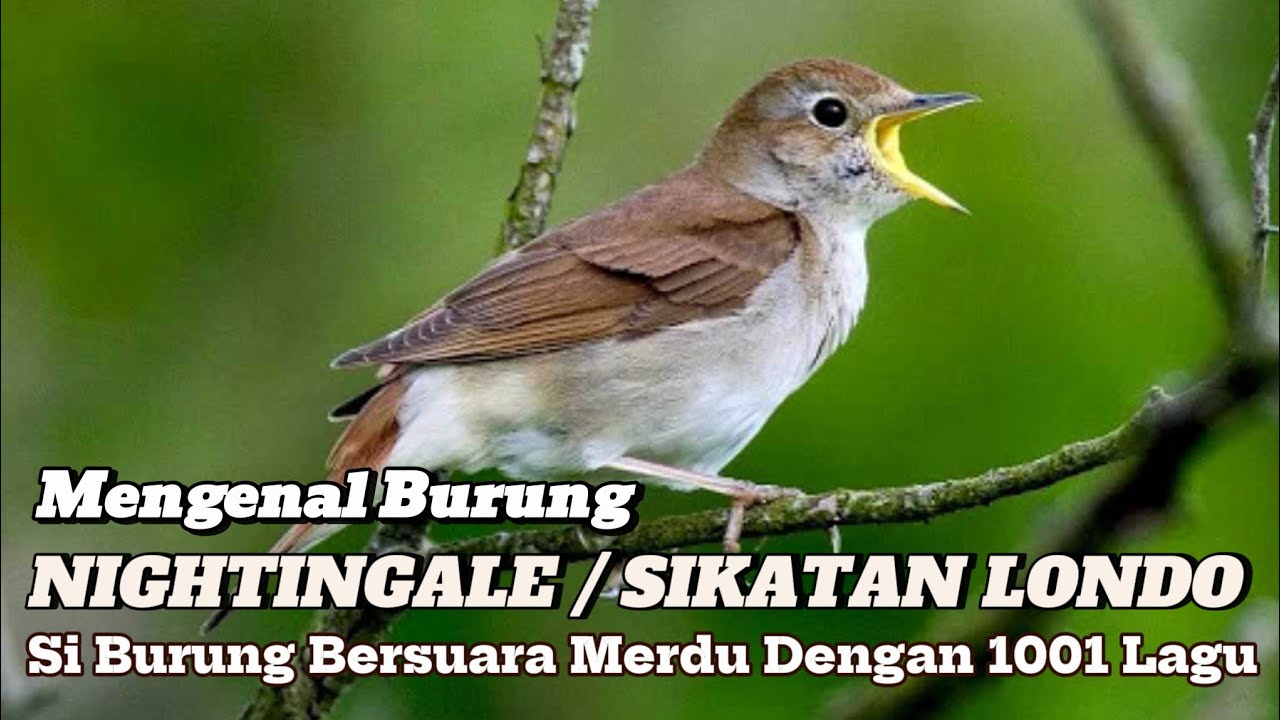 MENGENAL BURUNG NIGHTINGALE ATAU BURUNG SIKATAN LONDO - BURUNG NASIONAL ...