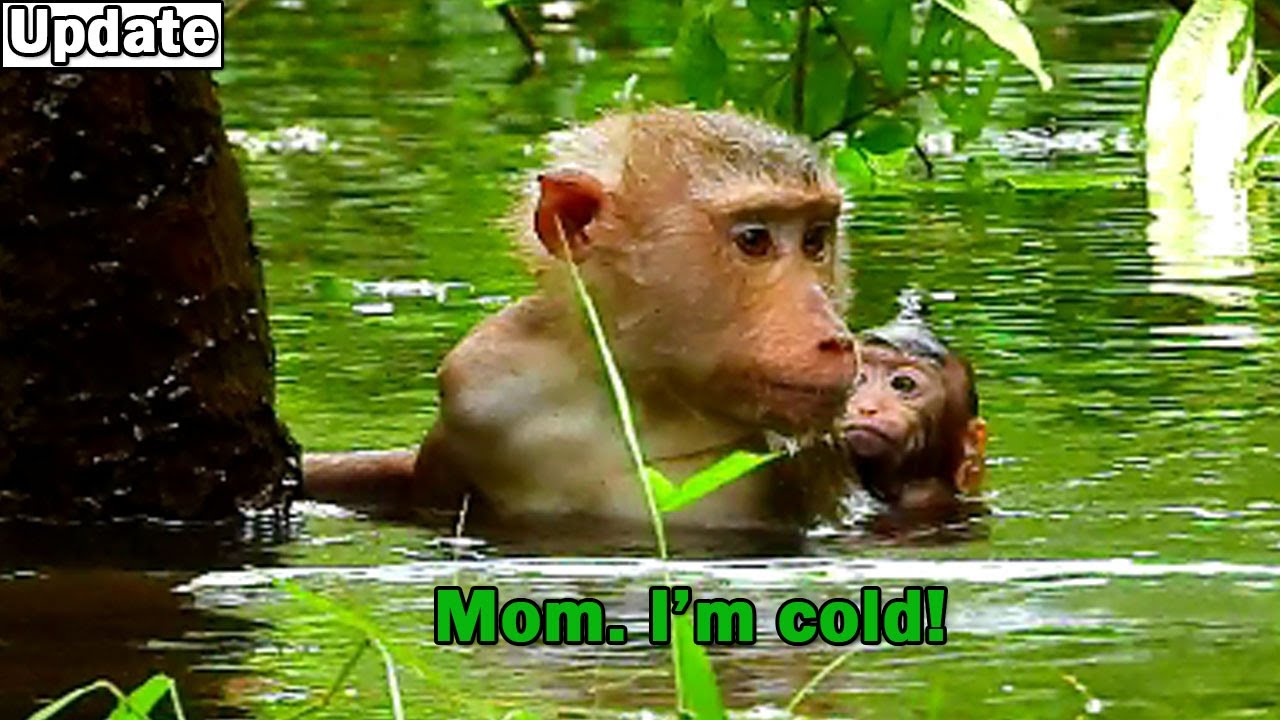 Cute baby Rainbow very cold till shaking body by monkey Libby hug her ...