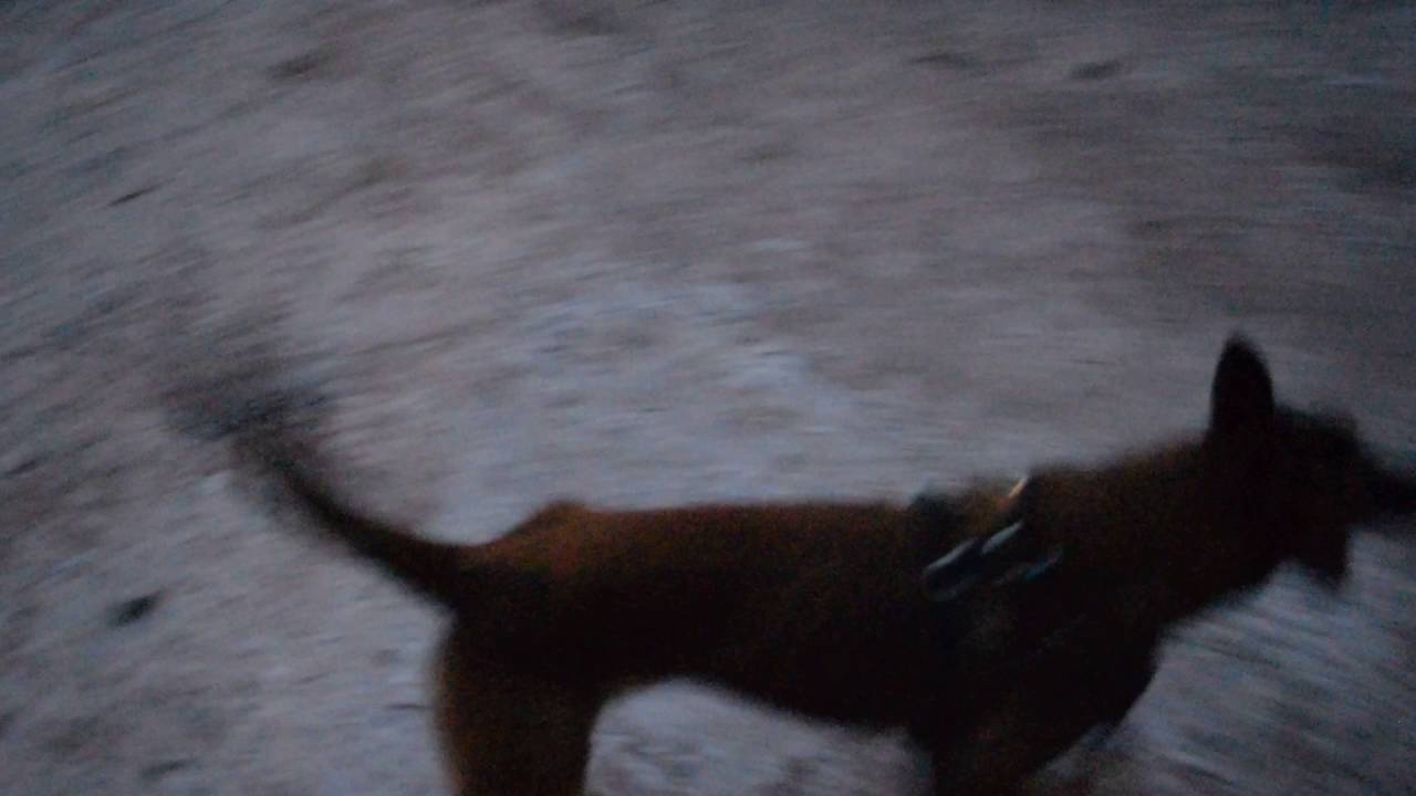 INSTINTO CANINO - YouTube