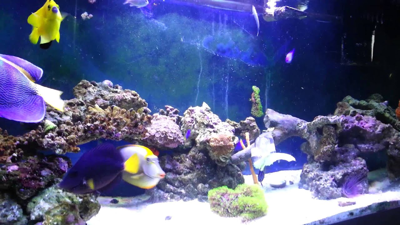 Fowlr tank 12/28/2013 update - YouTube