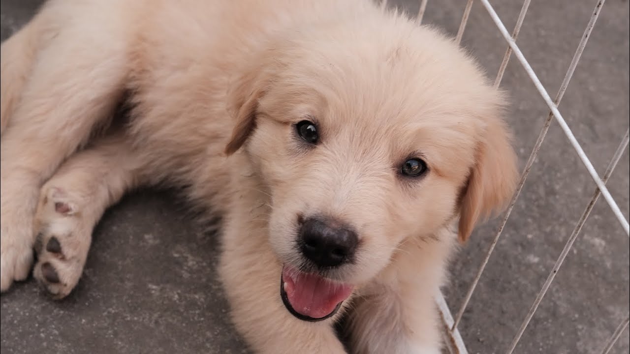 Coltriever - 7 weeks old puppies #coltrieverpuppy - YouTube