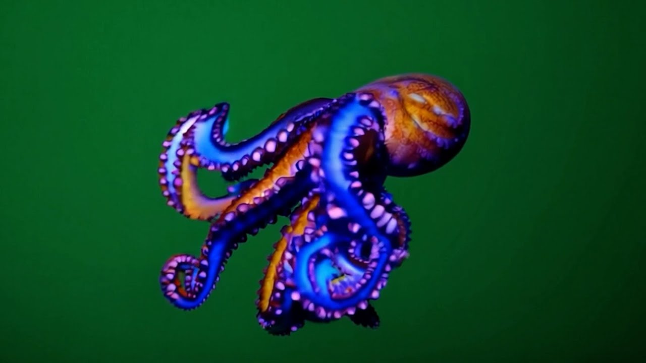 Octopus Swimming – Free Green Screen Loop Animation VFX - YouTube