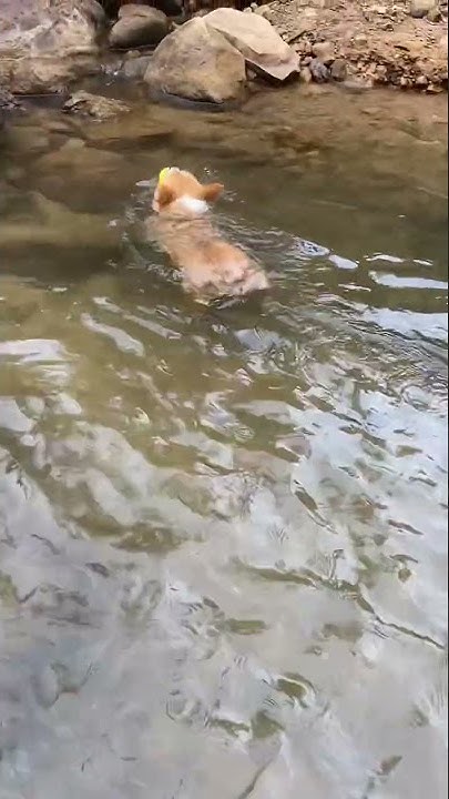 柯基游泳 Welsh Corgi Dog Swimming - YouTube