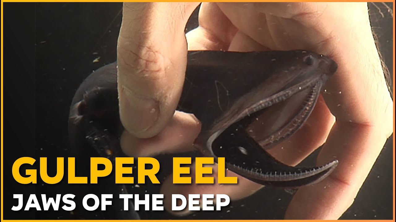 Gulper Eel 👹 Jaws of the Deep | Nature Nuggets - YouTube