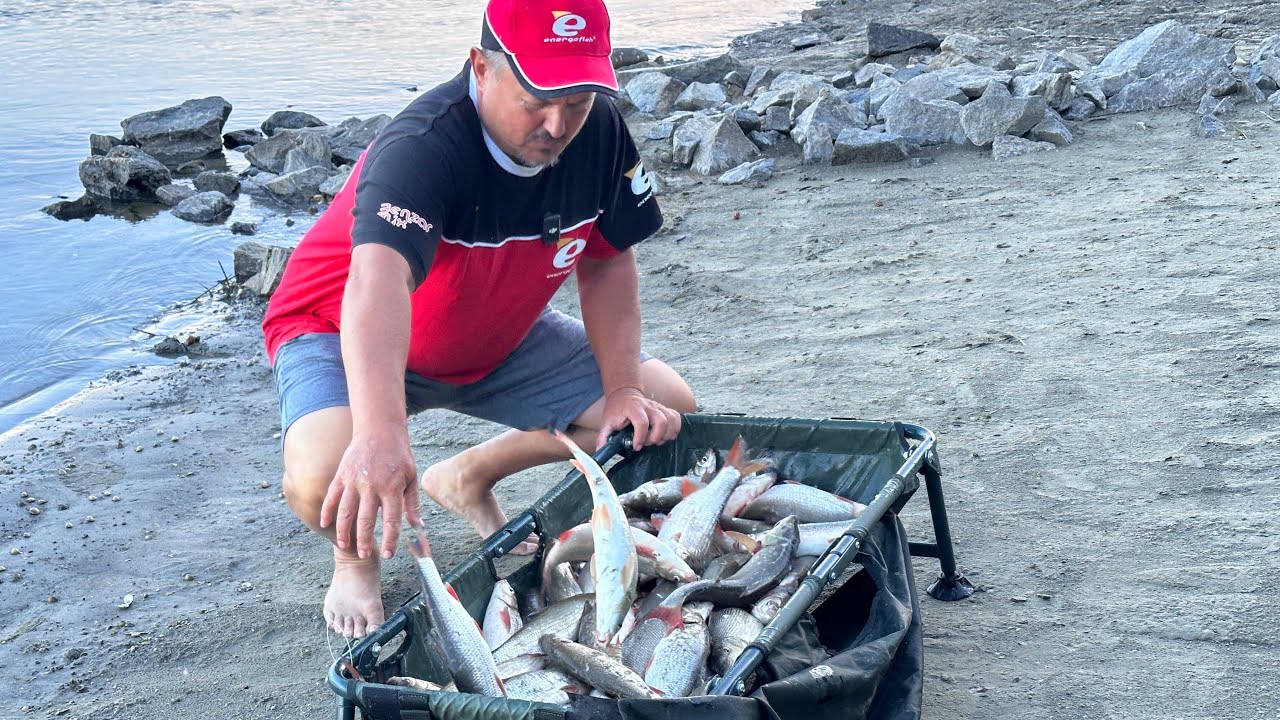 Pescuit cu bologneza pe Dunare! Peste 40kg scobar si mreana in 5ore ...