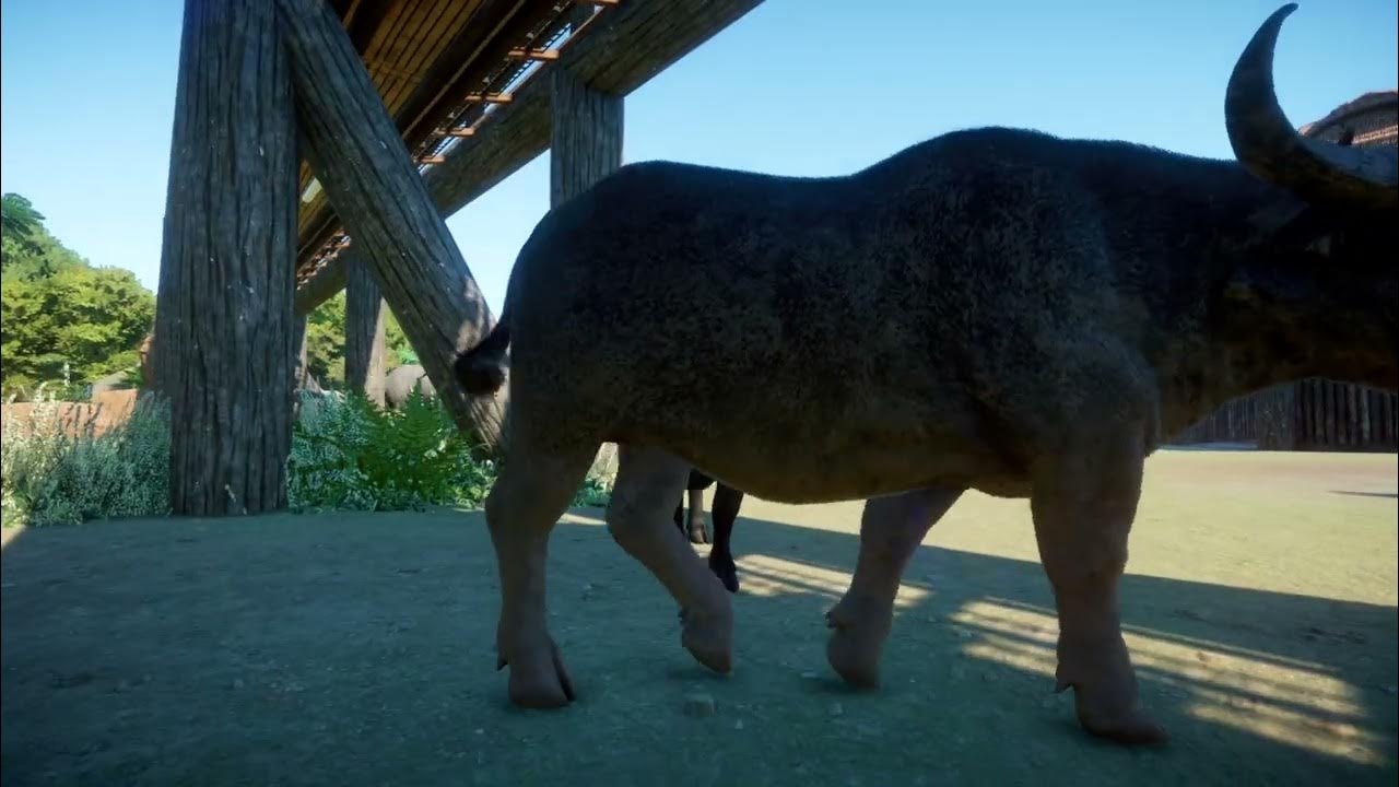 African Buffalo | Planet Zoo Animals - YouTube