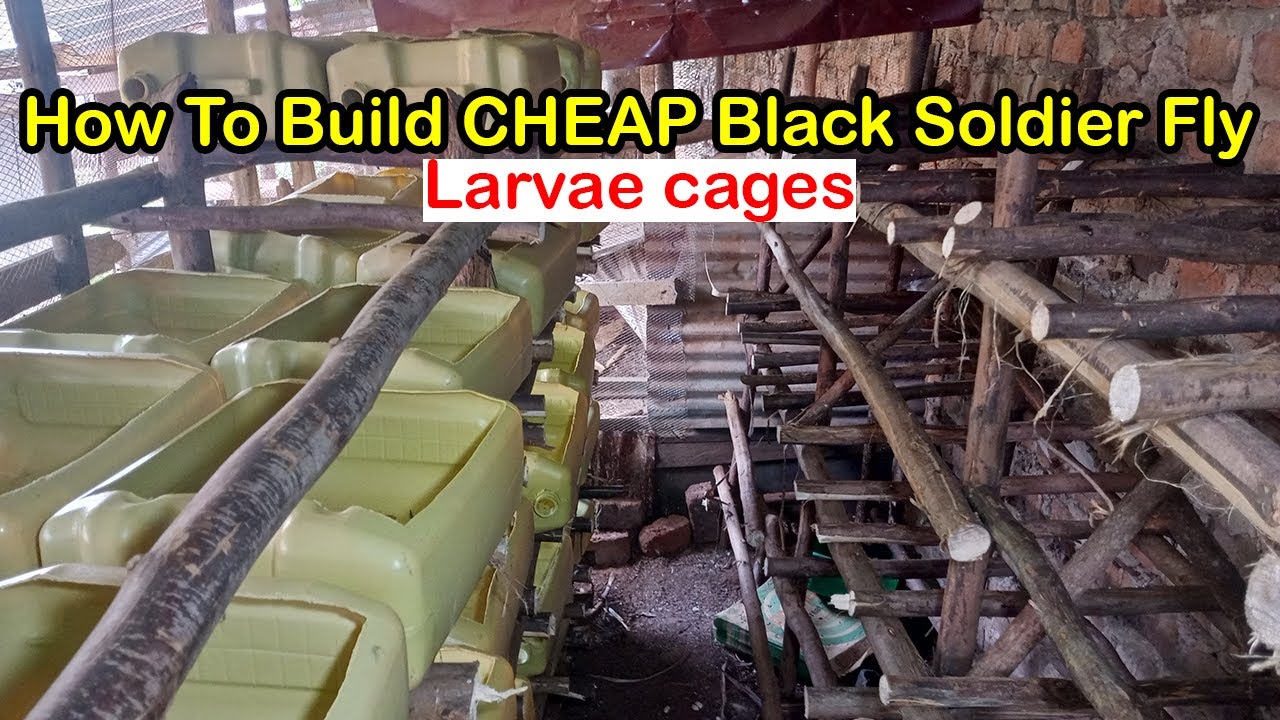 How To Build Cheap Black Soldier Fly Larvae Cages. - YouTube
