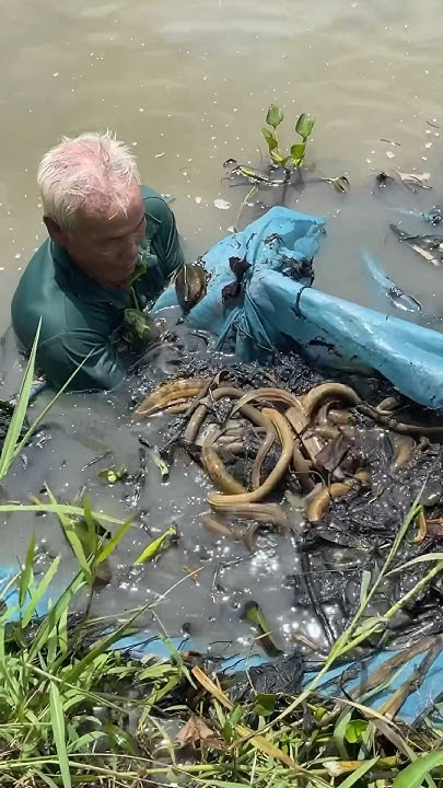 Unique eel trapping skills to catch a lot of big eels fish for survival - YouTube