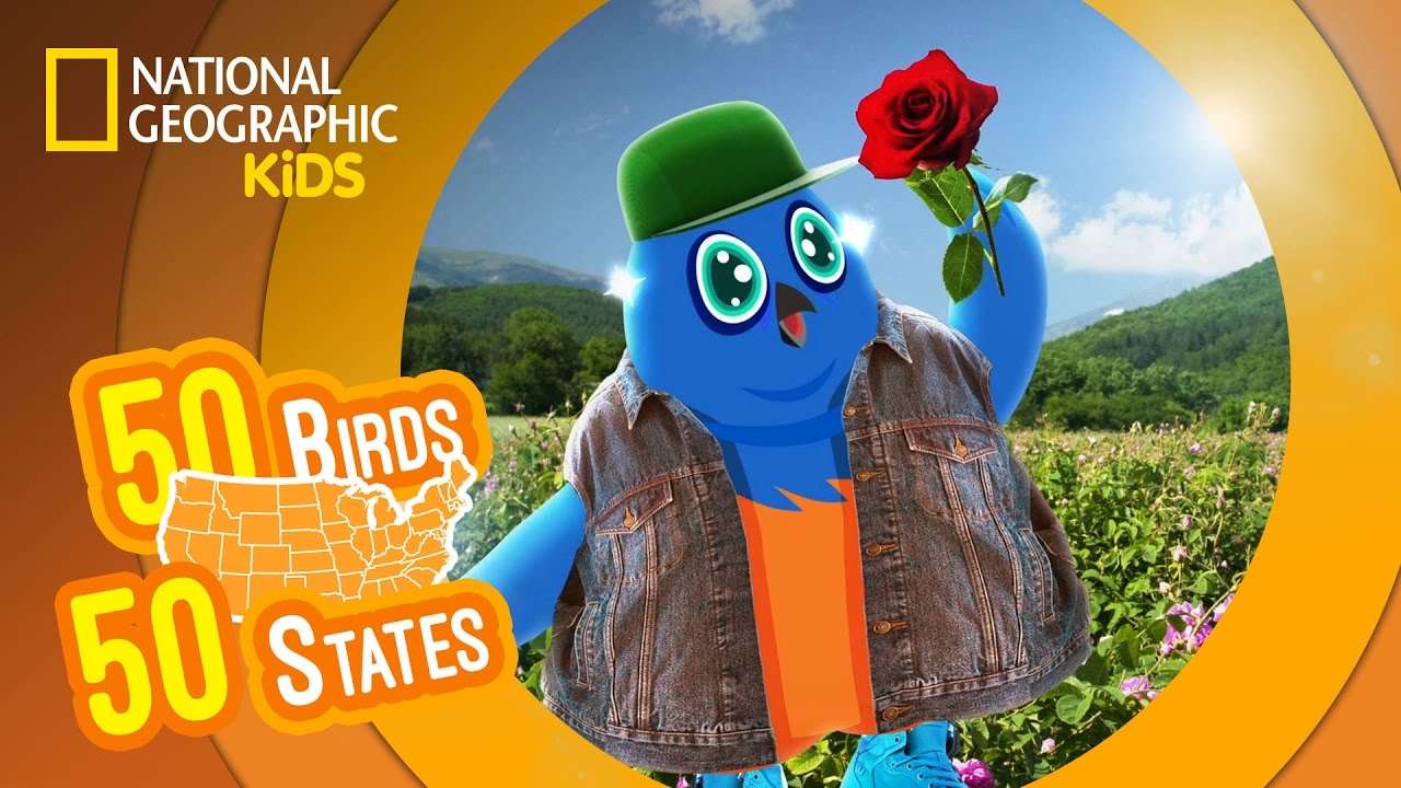 New York - Feat. Rapper MC Blue the Eastern Bluebird | 50 Birds, 50 ...