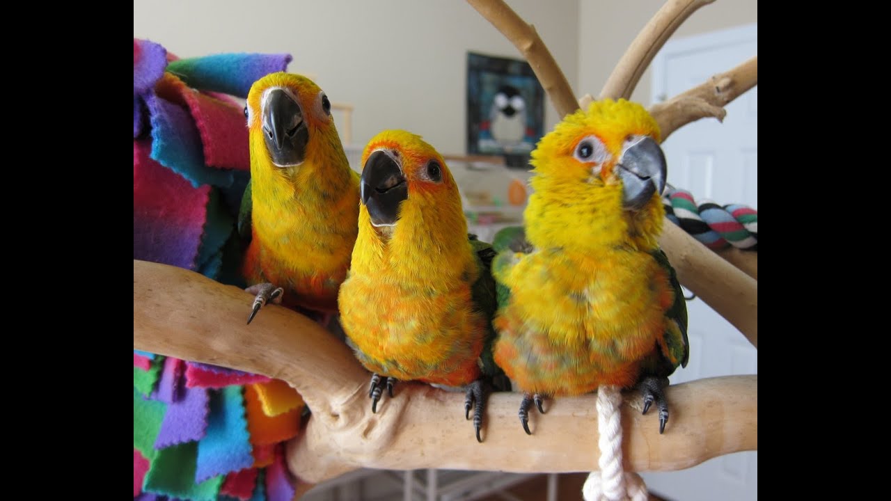 10 week old baby Jenday Conures -- Delilah, Sunny, and Mango - YouTube