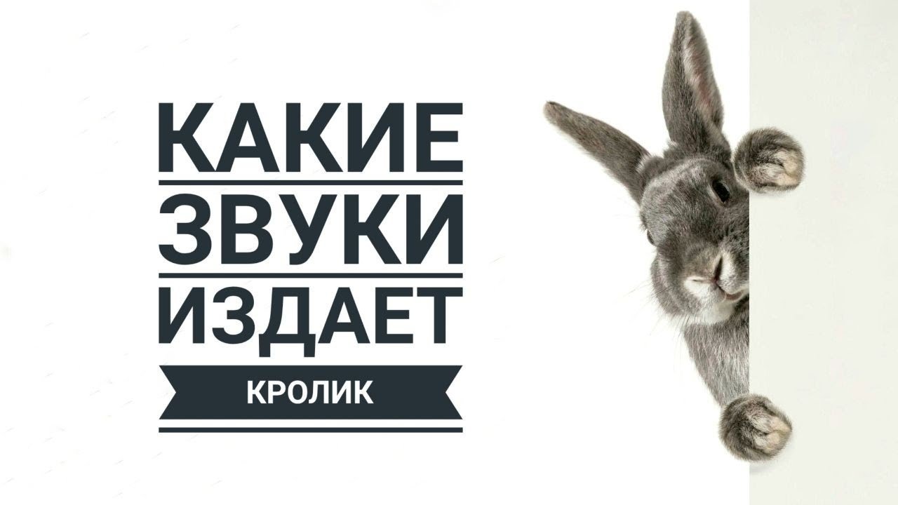 Какие звуки издает декоративный кролик / What sounds does a rabbit make ...