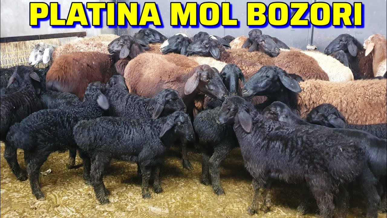 ONA BOLA QO'YLAR VA QO'CHQORLAR NARXLARI. TOSHKENT PLATINA MOL BOZOR ...